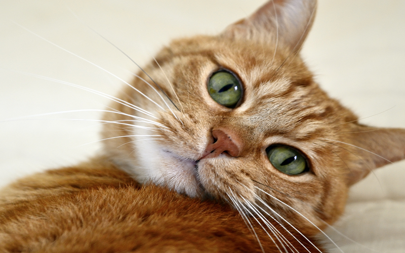¿Por qué los gatos ronronean?