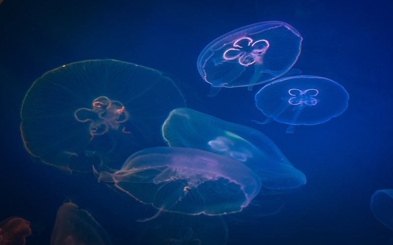 Descubren nueva especie de medusa con 24 ojos en Hong Kong.