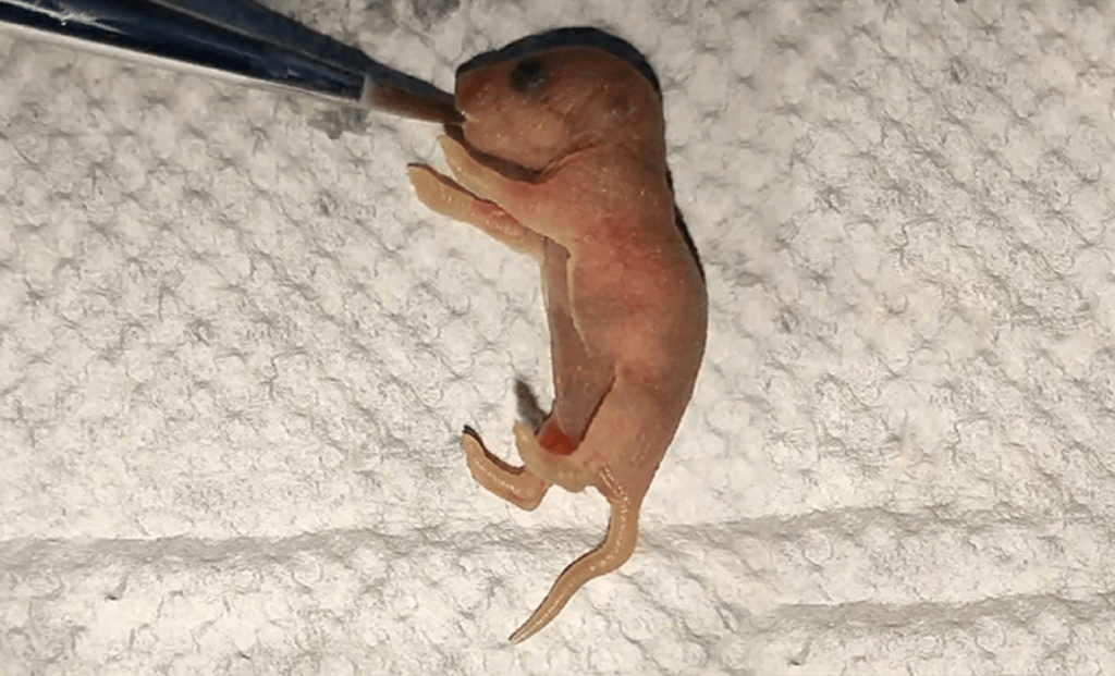 China logra un hito en biotecnología al crear el primer ratón con dos ...